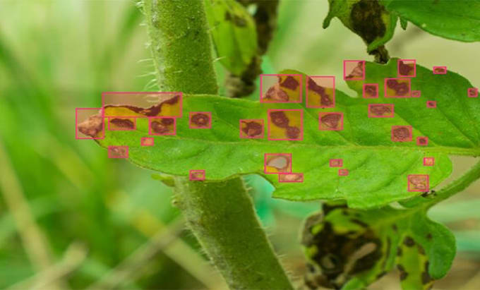 Do Image Annotation Segmentation Bounding Box Polygon Keypoint Text For