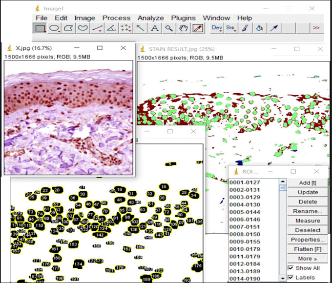 Develop Macro Code For Your Image Data Analysis Needs Through Imagej By