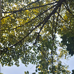 Create eye catching posters using canva by Pixel_1725 | Fiverr