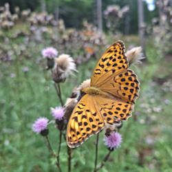 Create chemdraw schemes, mechanisms and scientific figures, taco funded ...