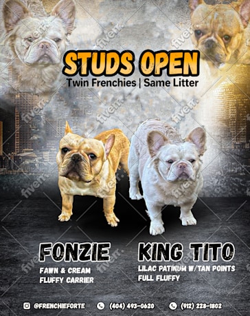 Design a premium dog stud, dog show or breeding kennel flyer by ...