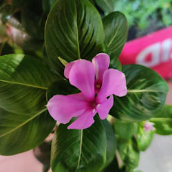 Construir um desenvolvimento web em python com django e fazer deploy