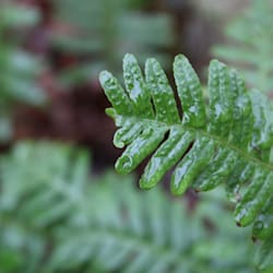 Design a custom erlc livery by Selectbear148 | Fiverr