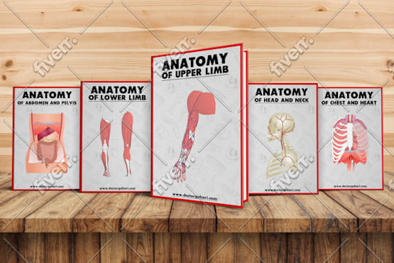 Provide human illustrate anatomy diagrams by Adotstudio