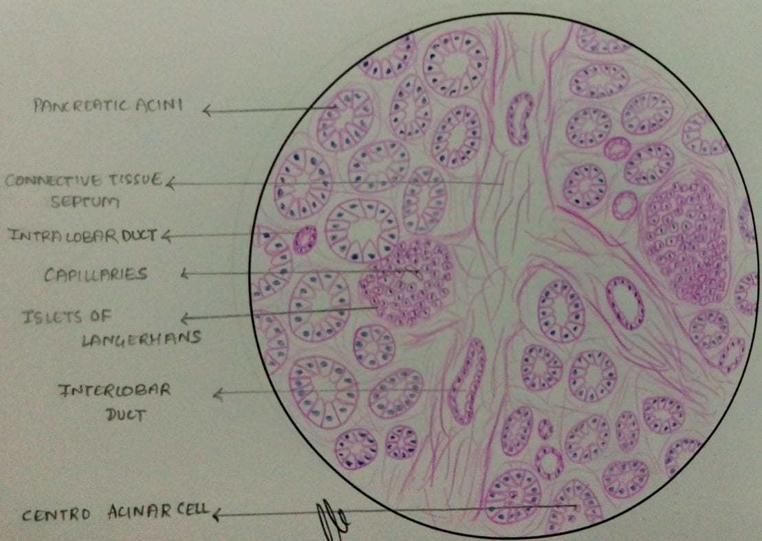 How To Draw Histology Diagrams