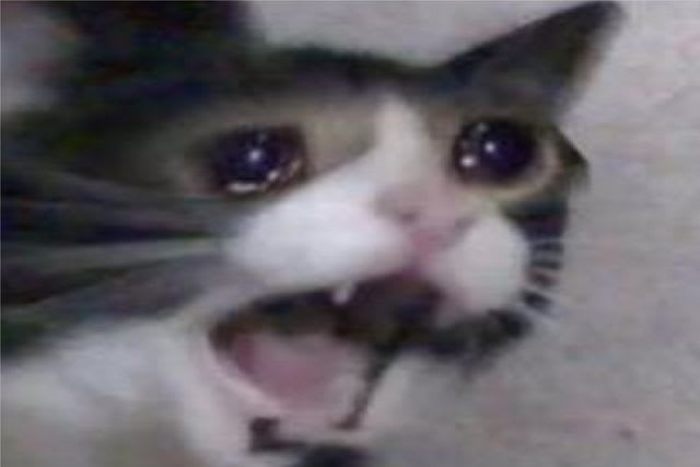 Kater Kat Meme