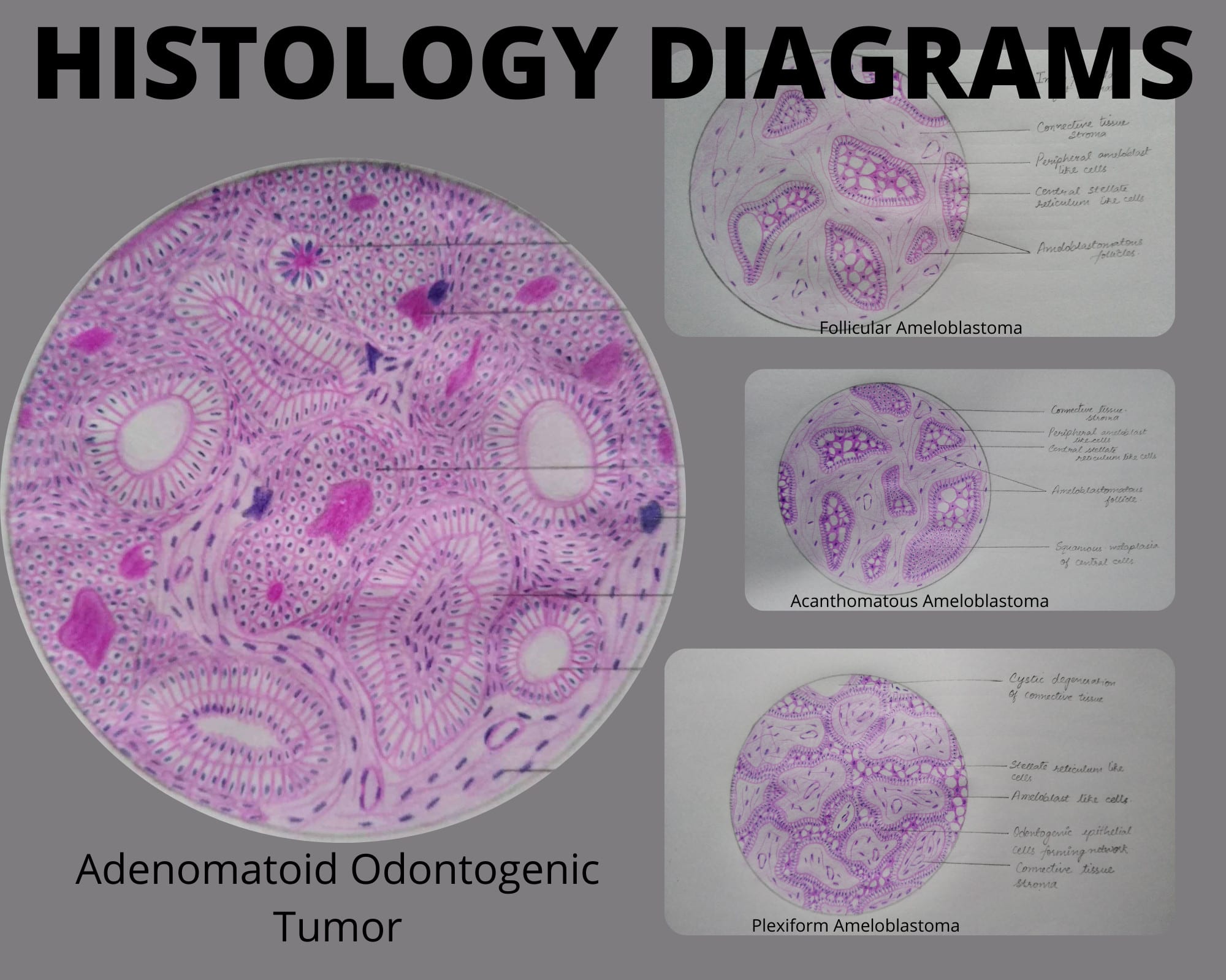 Diagrams Histology And Histophathology Histopathology Lab Equipments
