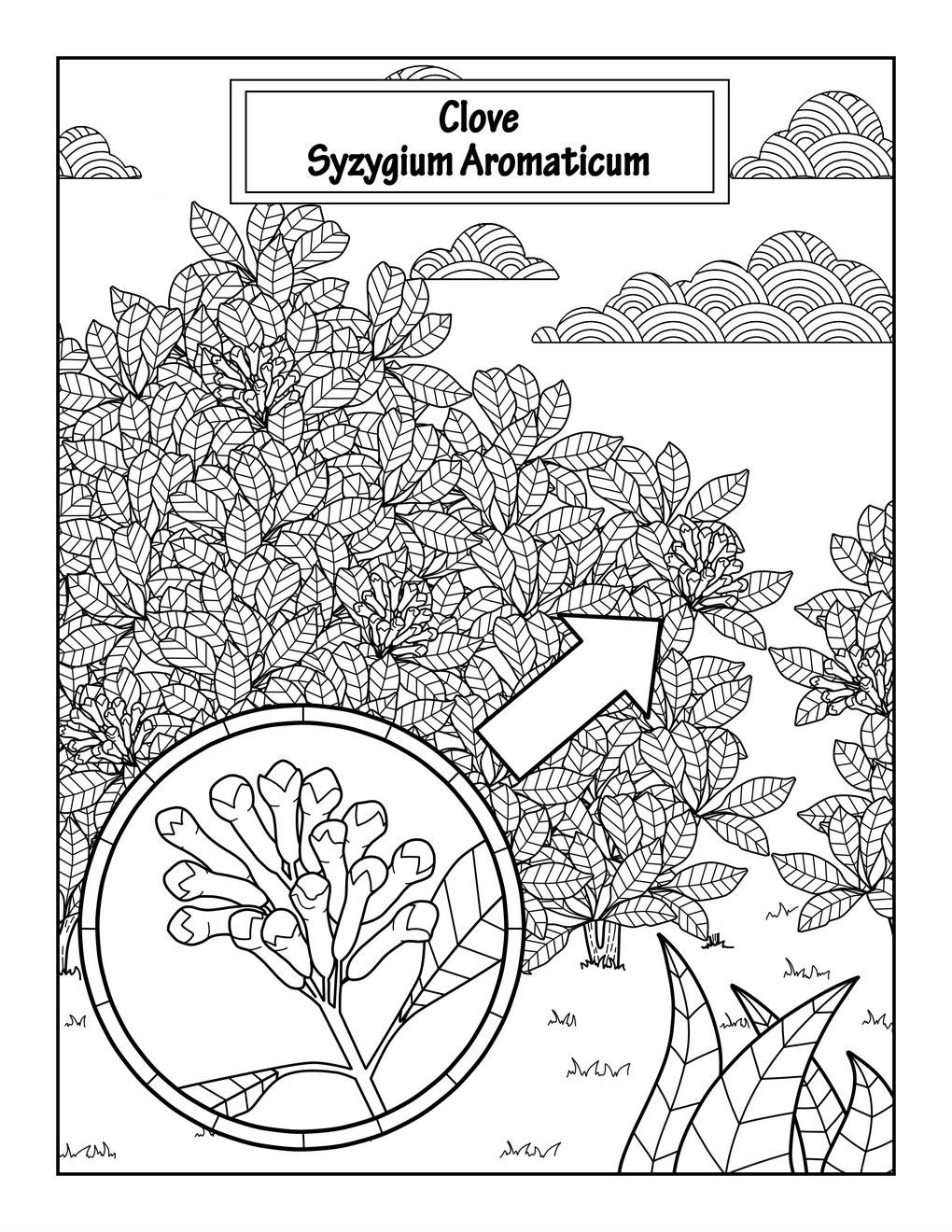 essential oil coloring pages