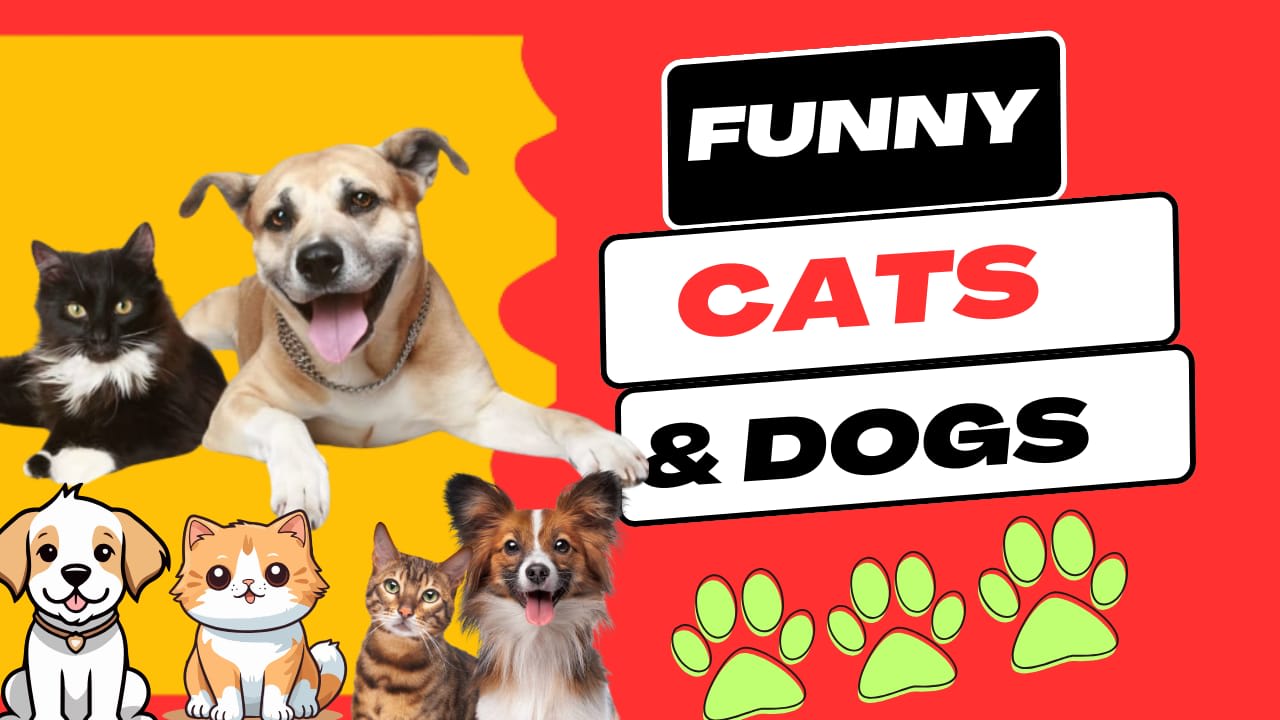 Silly Cats And Dogs Cartoon