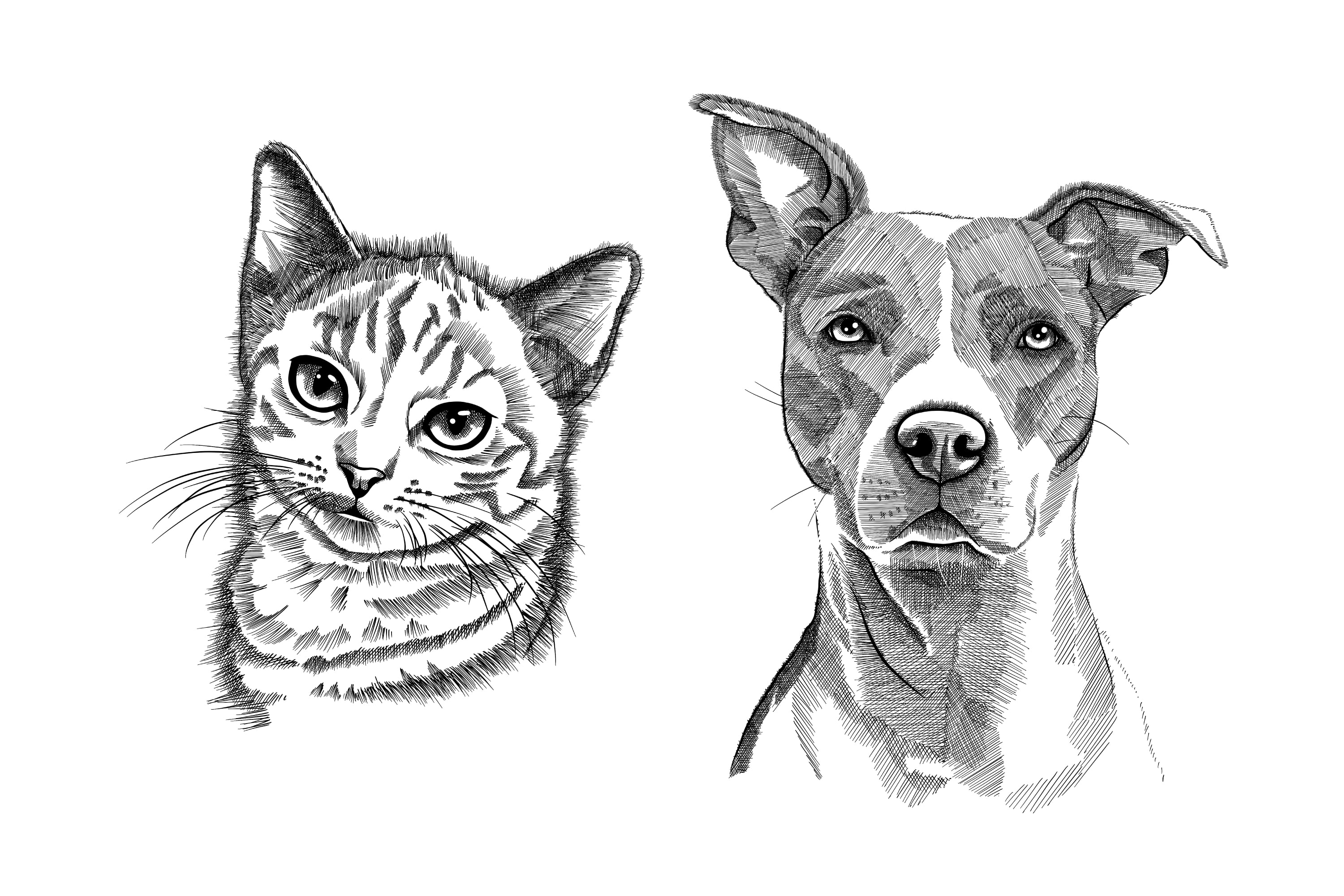 Crosshatch Animal Drawing