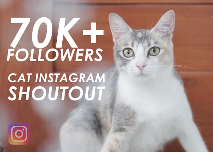 Give you high quality shoutout on my 70k cat instagram page by ...