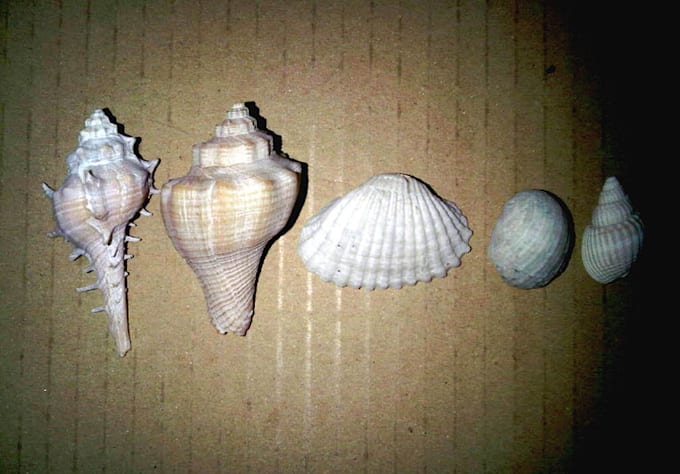 Send you sea shells from langkawi malaysia by Saadon | Fiverr