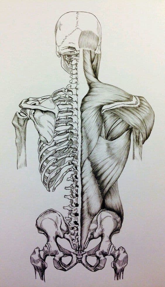 Create professional medical illustrations, drawings by Brianrhoden69 ...