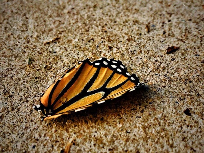 Take beautiful and detailed photographs by Hfranchi123 | Fiverr