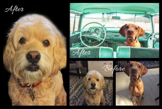 Create a custom portrait of your dog by Glossychronicle | Fiverr