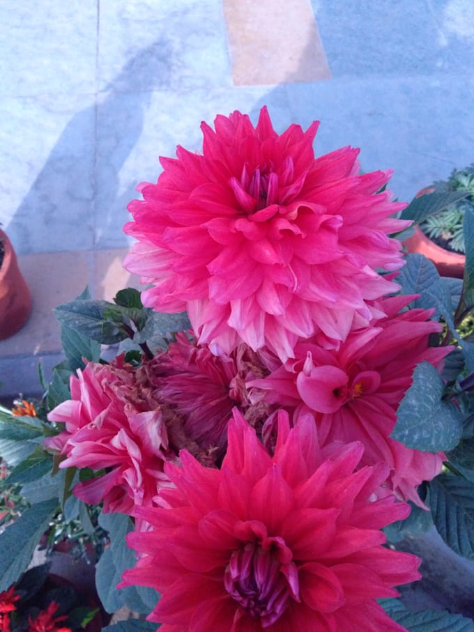 Send you my beautiful image jpeg file 4mb file size by Artistpune | Fiverr