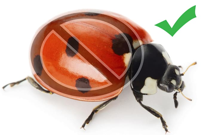 Fix your html and css bugs by Fatema2018 | Fiverr