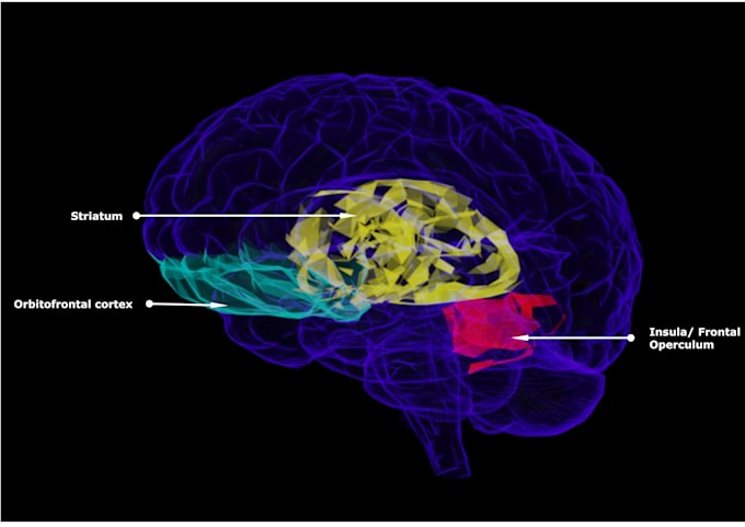 Make scientific diagrams, figures and illustrations by Imaffan | Fiverr