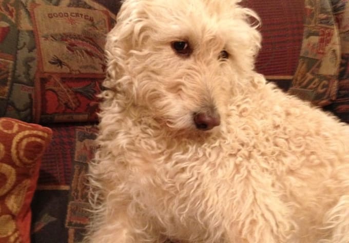 Send you a picture of my labradoodle with a mohawk by Reidercrouch | Fiverr