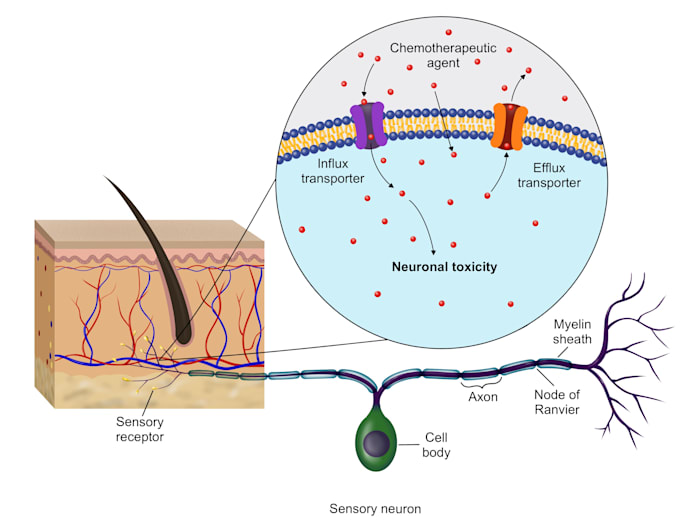 Illustrate scientific figures for journal publications by Veronicahphd ...