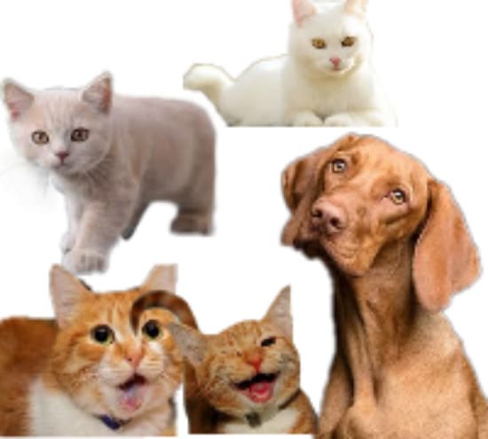 Remove background for your cute animals by Mahmoodswailm | Fiverr