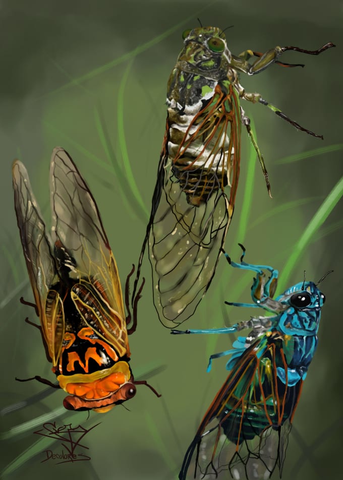 Create insect scientific illustration by Saradecolores | Fiverr