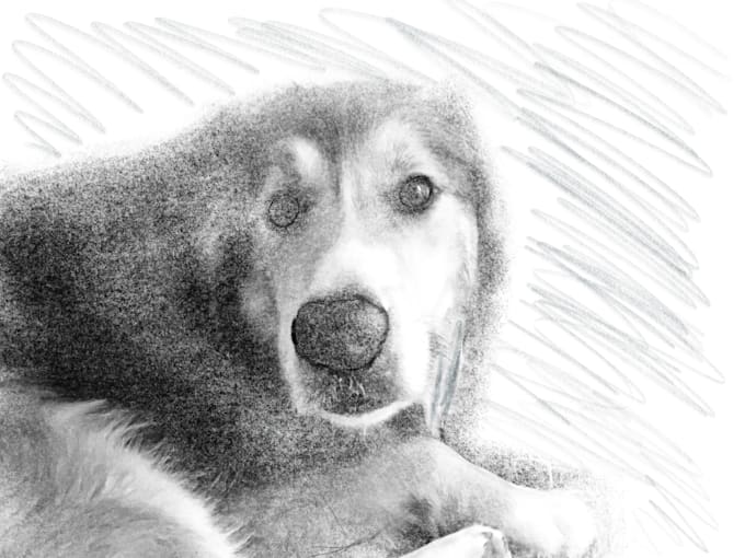Make a detailed digital drawing of pet by Mojochicken7 | Fiverr