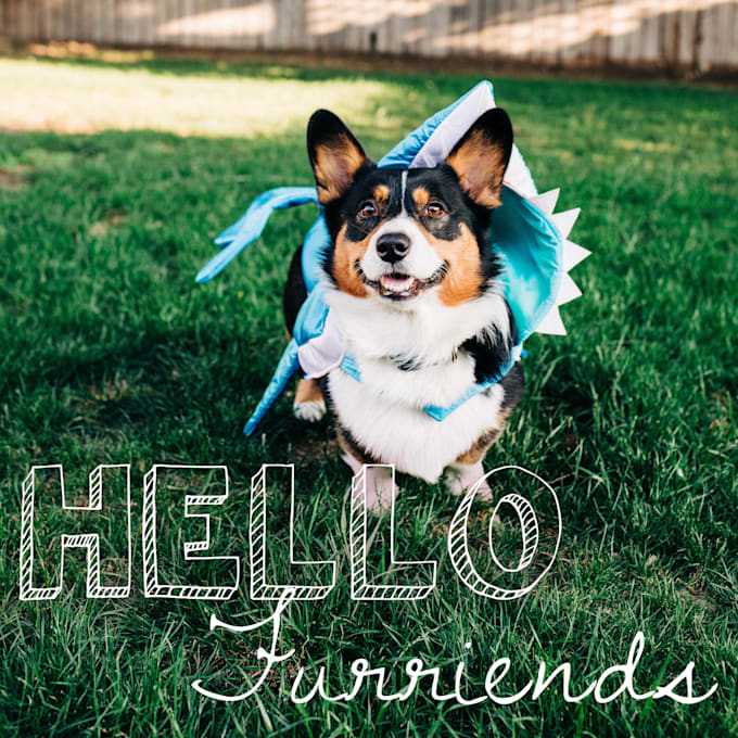 Edit your dogs images by Yadiraplas | Fiverr