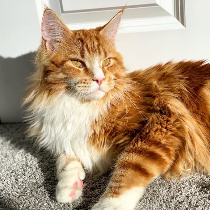 Send you a picture of my maine coon cat bobby by Harry_lowe_98 | Fiverr