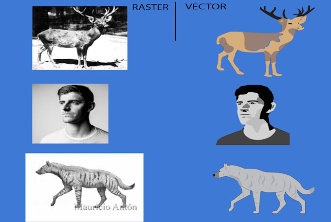 Convert jpg or raster to high res vectorize image and logo by Fozia ...