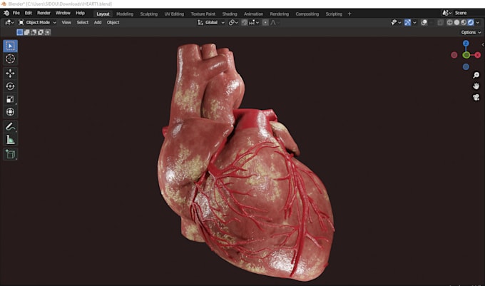 Sculpt any human organ in blender by Sidoutlm910 | Fiverr
