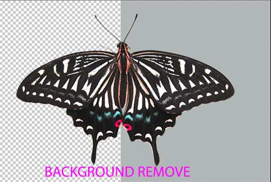 Remove background, transparent image, cut out by Safayeta | Fiverr