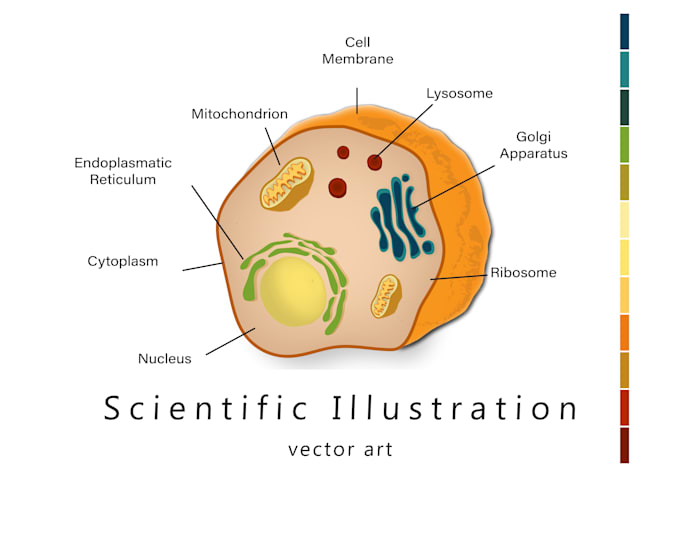 Design your scientific illustrations, diagrams, figures by ...