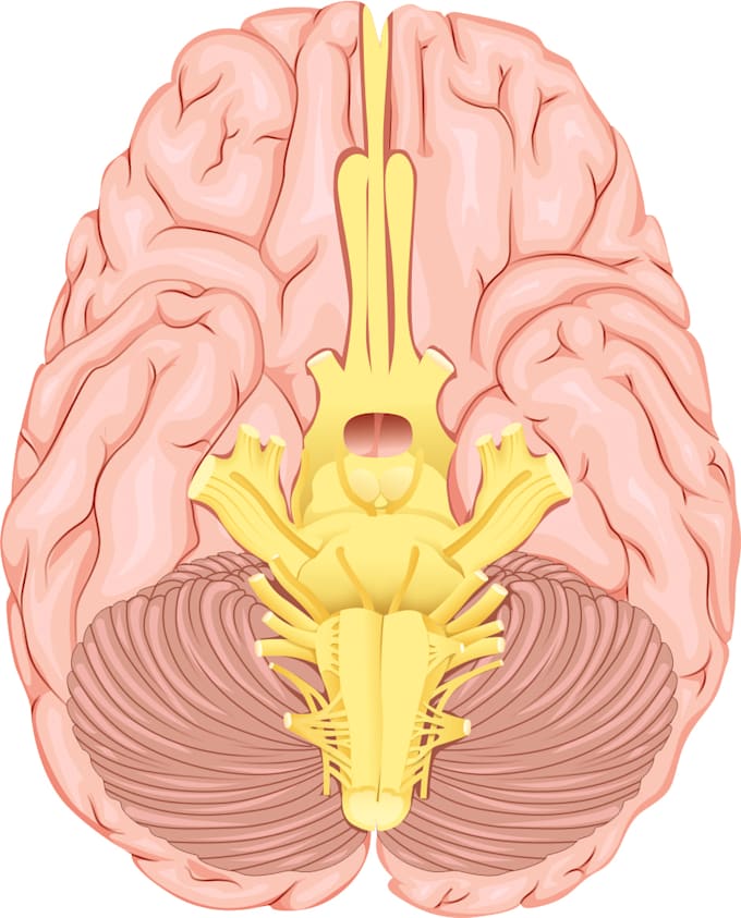Design medical illustrations and human body parts by Raj_joshi | Fiverr