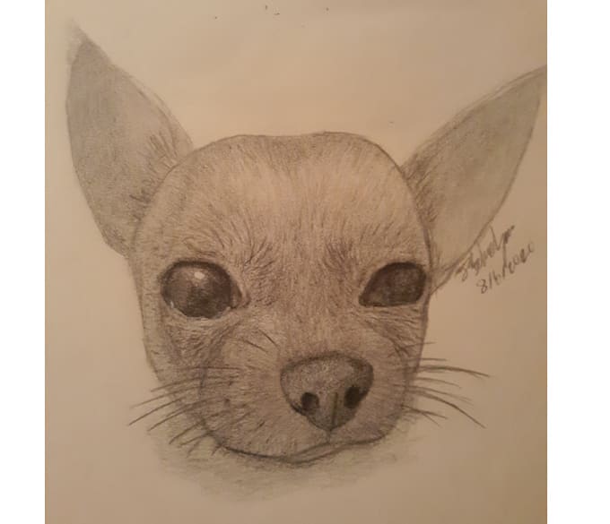 Draw a good but cheap drawing of your pet by Jojotheartist | Fiverr