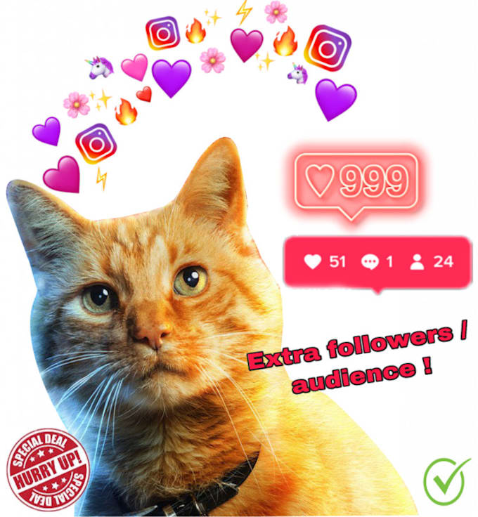 Do a shout out and promotion on my 4k cat instagram account by Oussi28 ...