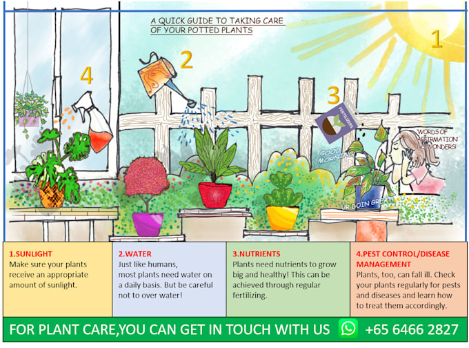 A quick guide plant care infographics by Sbewarni | Fiverr