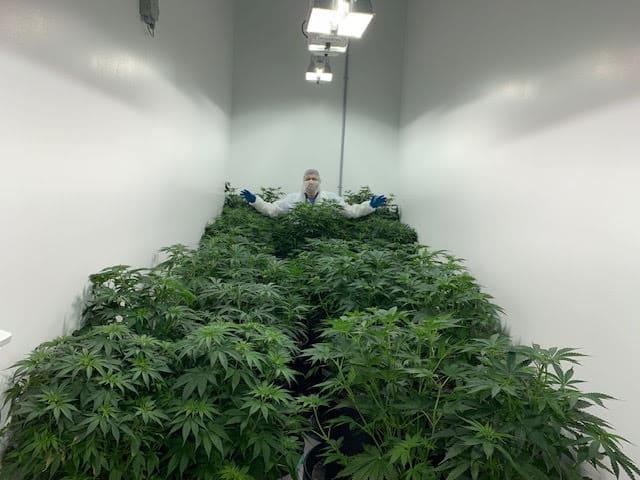 Master grower for your cannabis consultation by Blakefalardeau | Fiverr