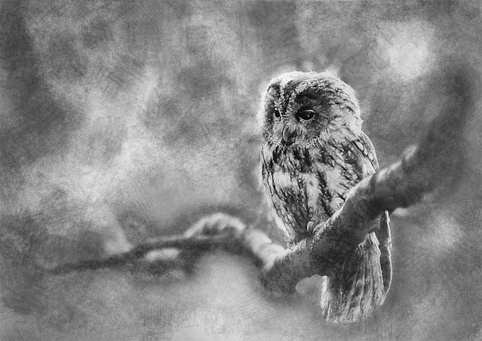 Create a monochrome drawing or sketch for you by Creative_lisa_ | Fiverr