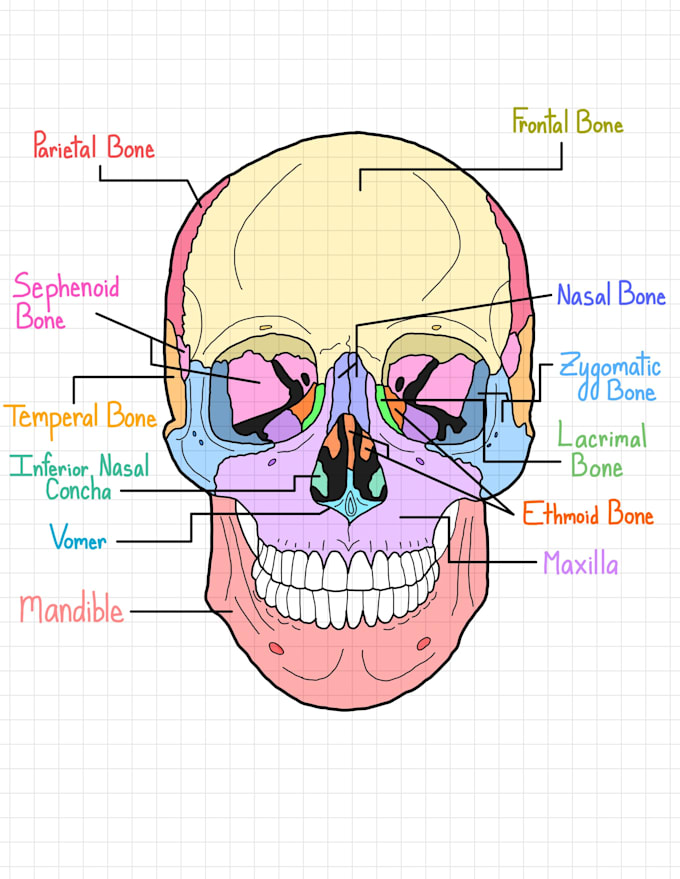 Digitally draw any anatomy, biology, etc diagram by Ella_emery | Fiverr