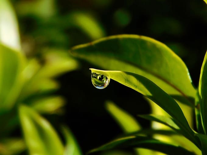 Fotografias de objetos de la naturaleza by Jeremyarthur2 | Fiverr