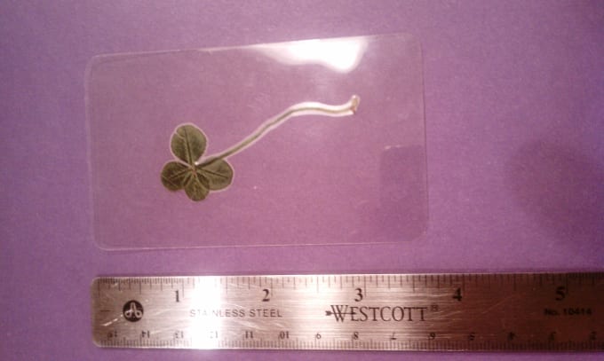 Laminate a real 4 leaf clover, business card size by Focusdriven | Fiverr