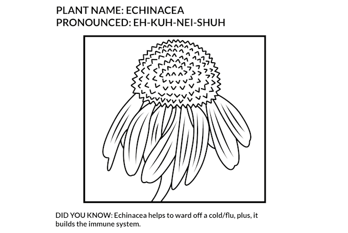 herbs coloring sheet