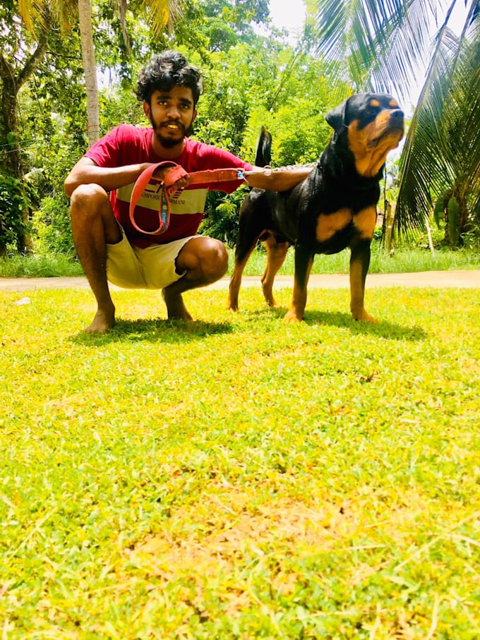 Wish happy birthday,wedding anniversary with rottweiler dog by ...