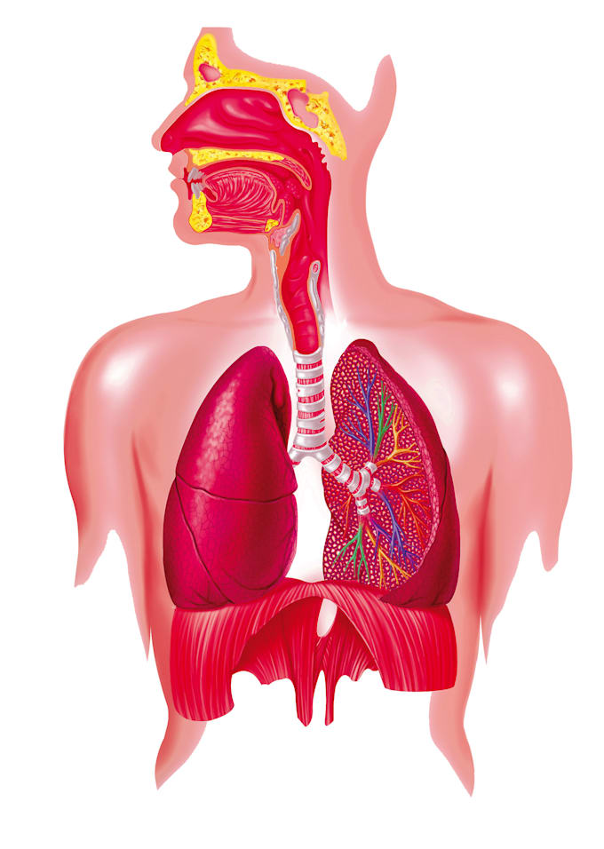 Draw professional medical illustrations, drawings, exercises by ...