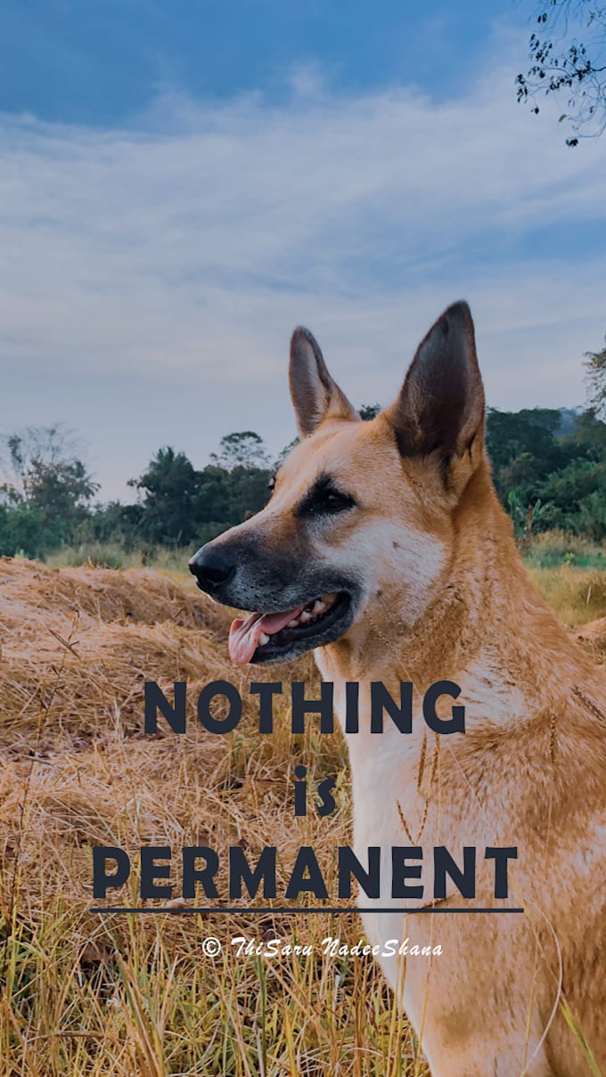 Give edited nature and animals photos by Thisaru2000 | Fiverr