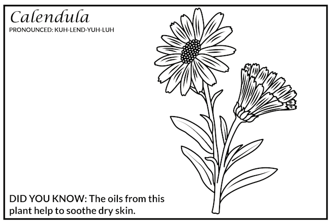 Draw herbs and plants for your coloring book page by Pryanka_barman ...