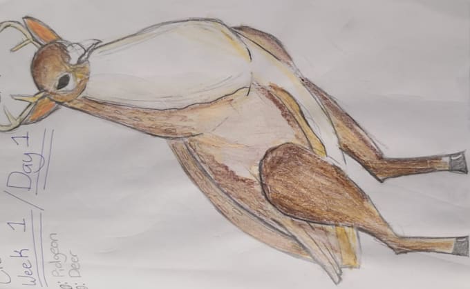 Draw and colour animal hybrids by Bigbulwark | Fiverr