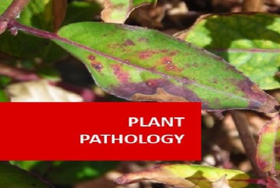 Write articles on plant pathology anddisease management by Ihtisham3141 ...