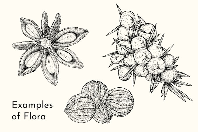 Draw realistic scientific flora illustrations by Kuroraven | Fiverr